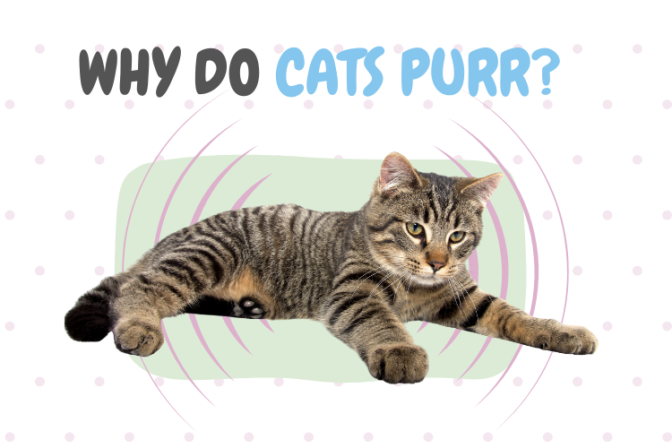 Why Do Cats Purr (And How Do They Do It)? - Lux Cat Living